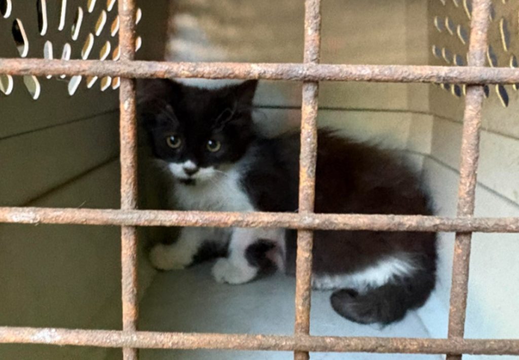 Kitten Thrown From Moving Vehicle in Hanahan; Authorities Urge ...
